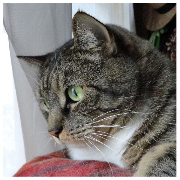 The Cats of Sneer Campaign - Sneer Campaign