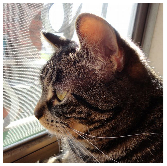 The Cats of Sneer Campaign - Sneer Campaign